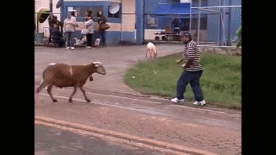 Animals Hitting Humans from Enjoy A Bunch Of Gifs of Animals Hitting ...