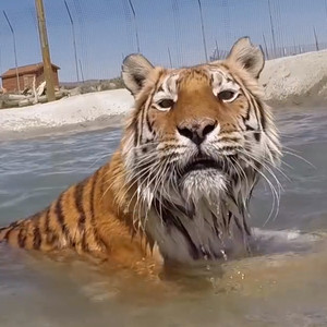 Watch Rescued Tigers Swim for the First Time! | E! News