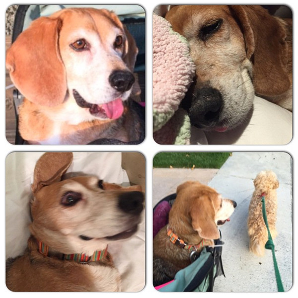 Denise Richards Mourns the Death of Dog Scooter - E! Online - CA