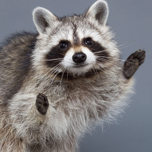Drunk Raccoon Gets Wasted, Stumbles Around Liquor Store: Watch!