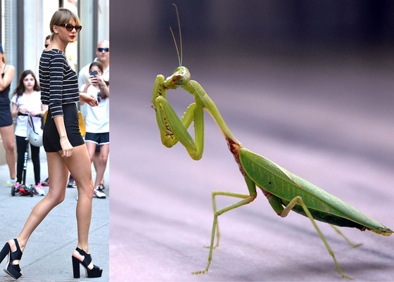 Taylor Swift has the body > General Discussion > AR15.COM