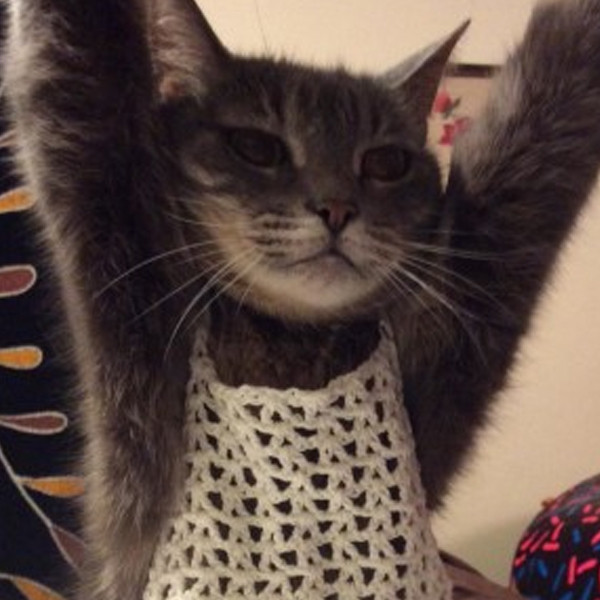 Why Is This Cat Wearing a Crop Top?