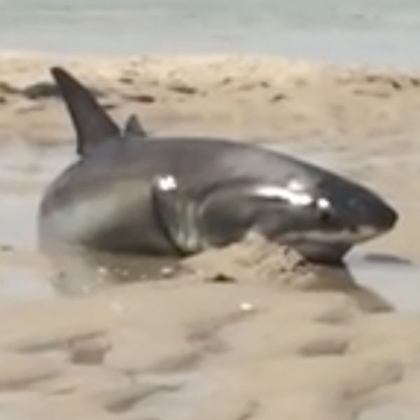 Watch: Incredible Great White Shark Rescue