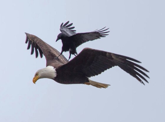 Crow Takes a Ride on an Eagle's Back: You Have to See the Photos to ...