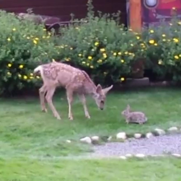Real-Life Bambi & Thumper Play Together: Watch Now!