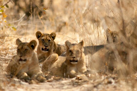 Watch: Cecil the Lion's Cubs Are Alive and Well! | E! News