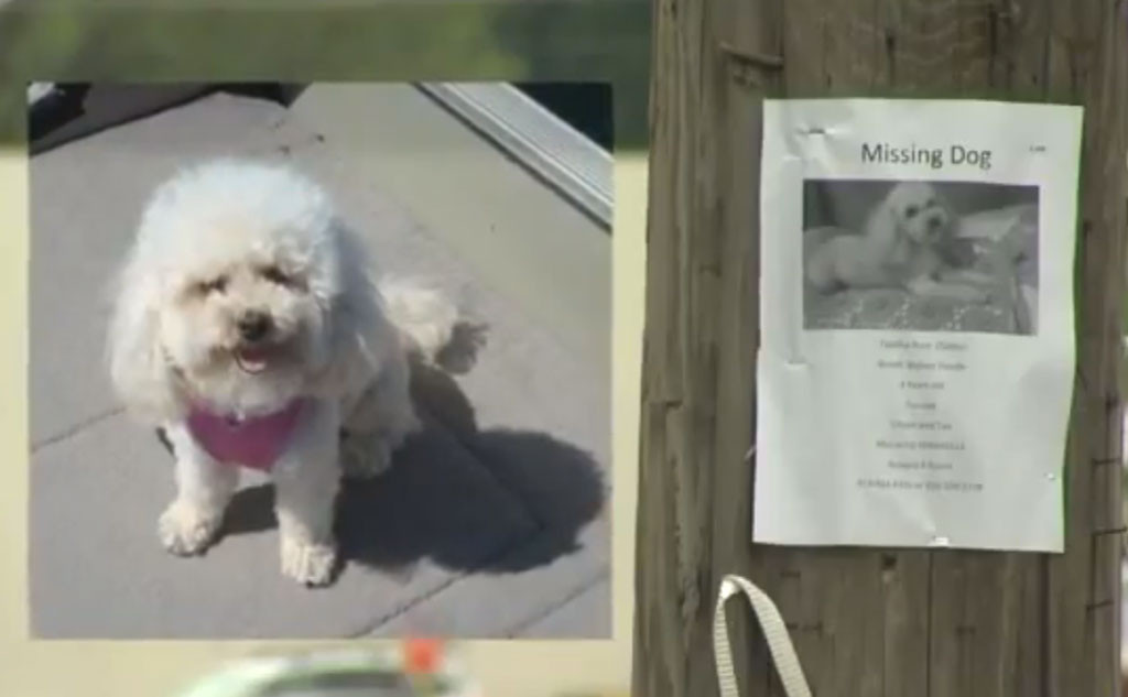 Lost Dog Reunites With Owners After Recognizing Them on TV, Disney ...
