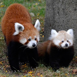 The Detroit Zoo Just Debuted a New Baby Red Panda