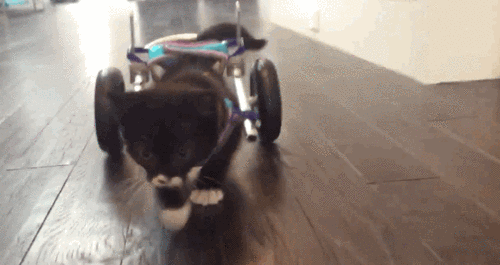 Watch: 2-Legged Kitten Uses Tiny Wheelchair for First Time! | E! News