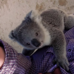 Baby Koala Climbs Cameraman Like a Tree