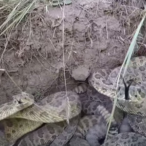 Watch This GoPro Fall Into a Rattlesnake Pit If You Dare
