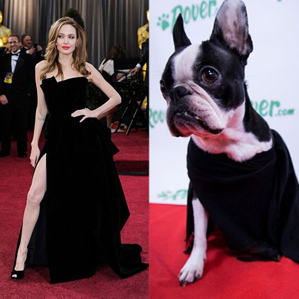 These Adorable Pups Recreate the Most Iconic Oscars Looks of All Time