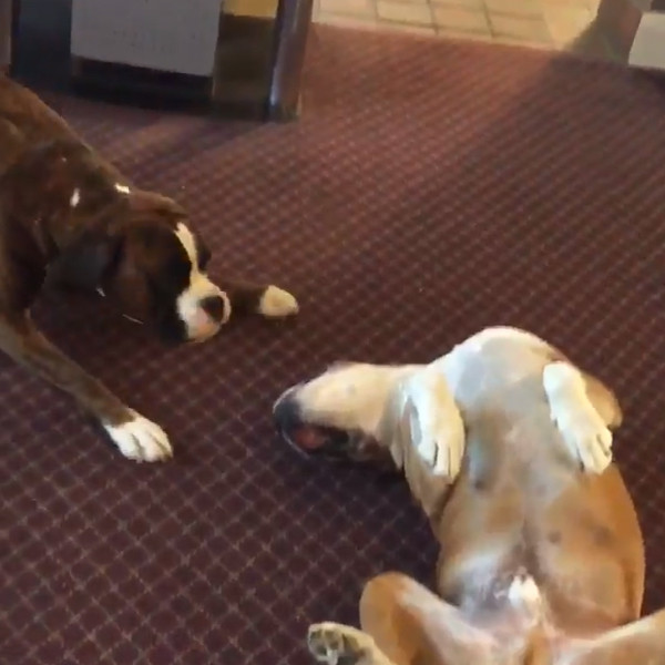 This Dog Trolling His Puppy Buddy By Playing Dead Is Savage but Cute