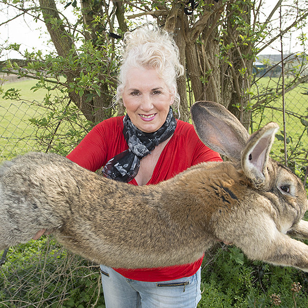Giant Bunny Bought From Playboy Model Dies on United Flight - E! Online