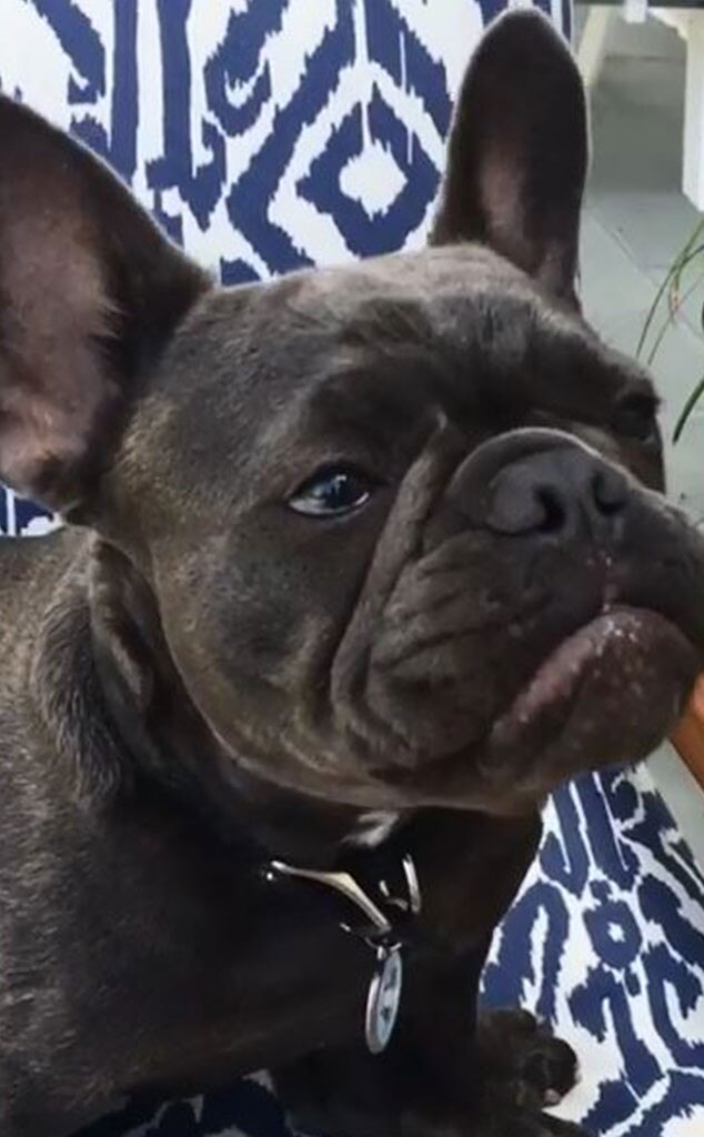 Reese Witherspoon from Celebrity Pets on Instagram | E! News