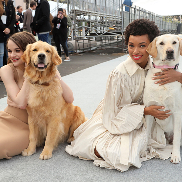 The SAG Awards Red Carpet Gets Rolled Out By the Most Adorable Dogs - E ...