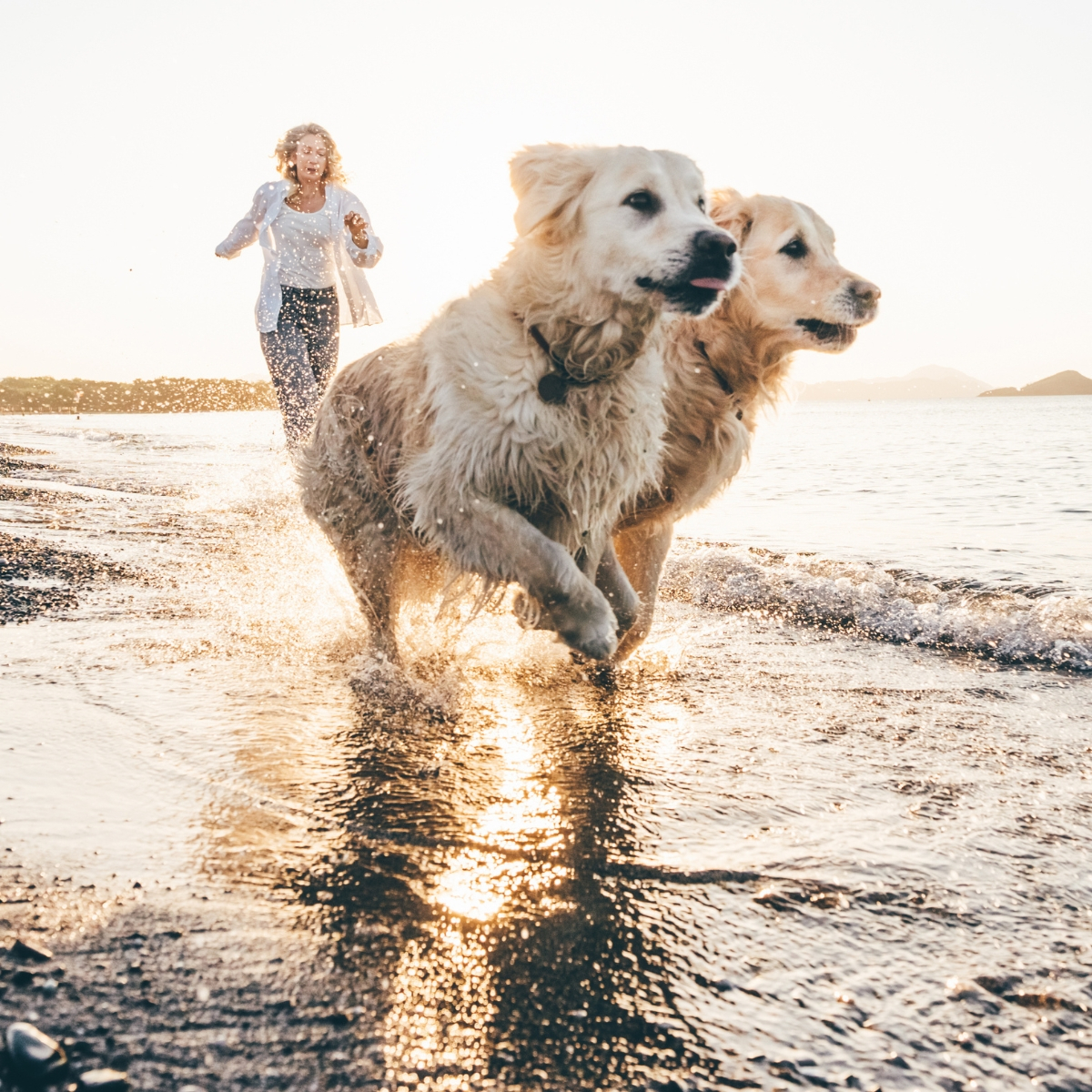 Why Your Dog Needs SPF Sunscreen UV Protection for Pets 2024