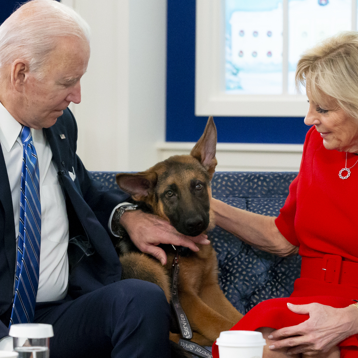 2024 National Dog Show: How Winner Vito the Pug Made History