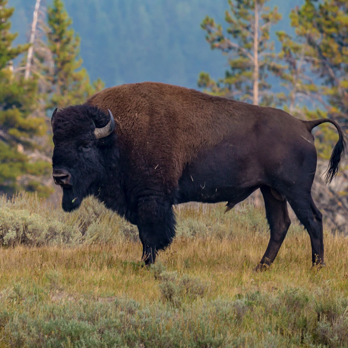 Bison Gores Man in Yellowstone National Park